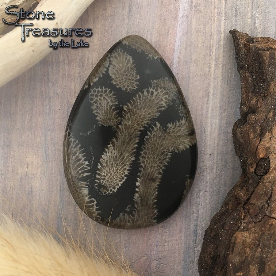 Cladopora Fossil - Stone Treasures by the Lake