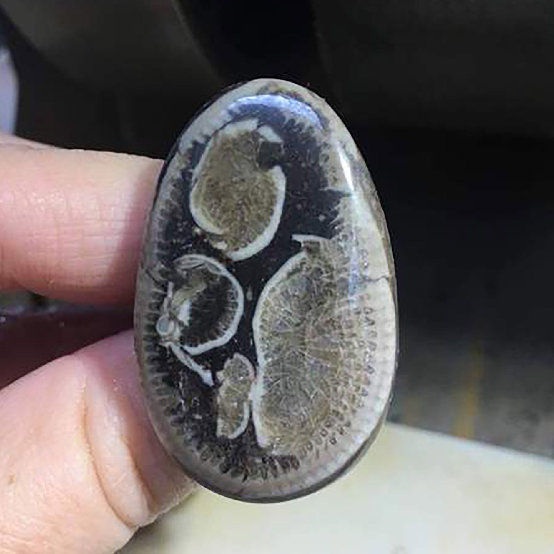 Thamnopora Fossil - Stone Treasures by the Lake